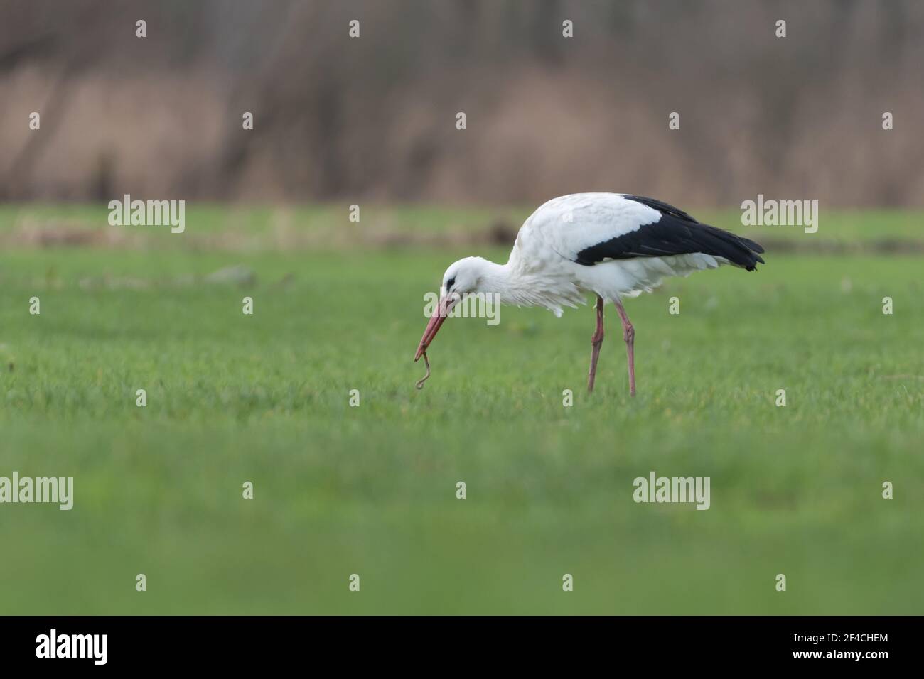 White stork in the pasture eating earthworms, photographed in the ...