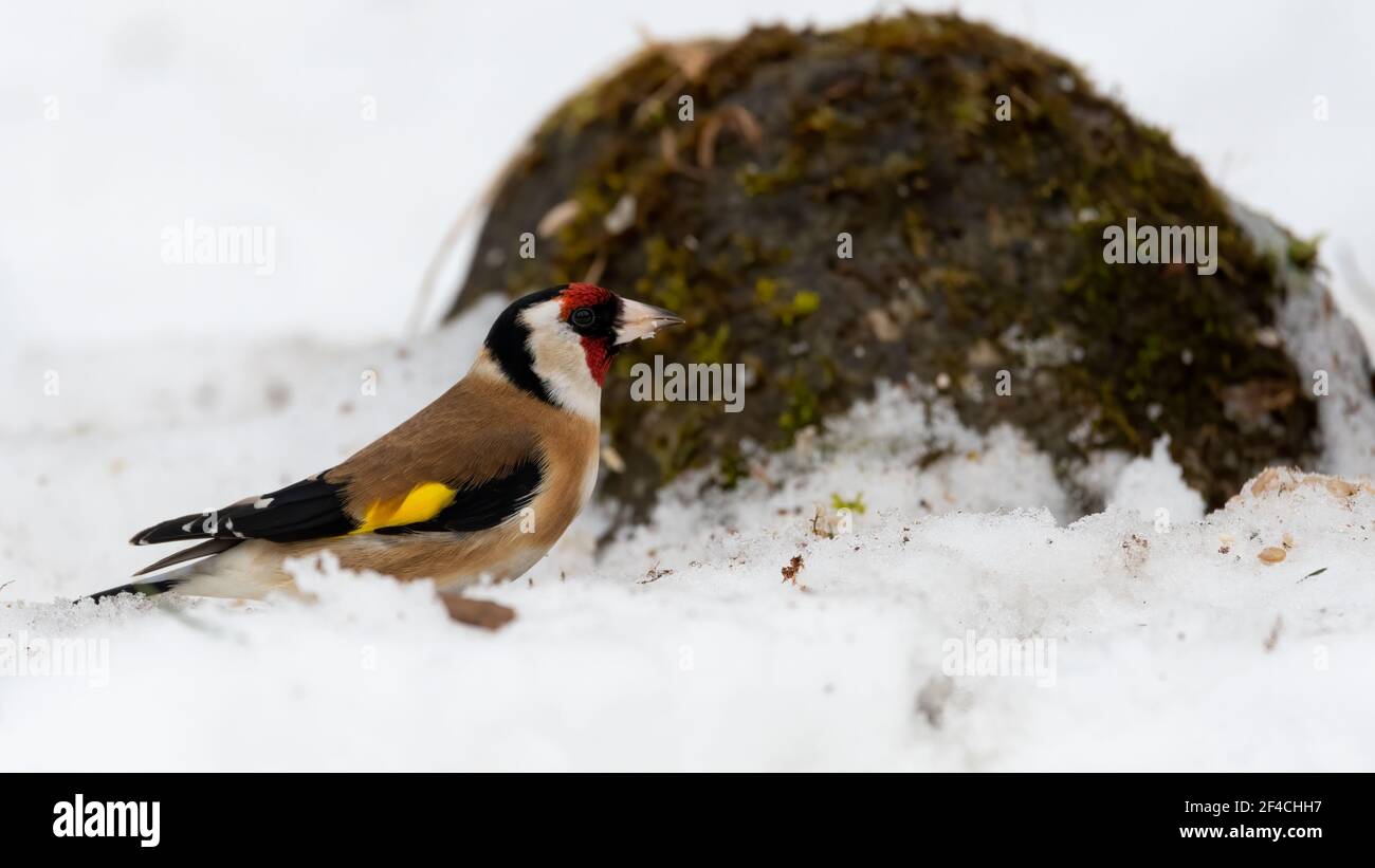 bird, natur, wild lebende tiere, tier, spatz, schnabel, wild, feather ...