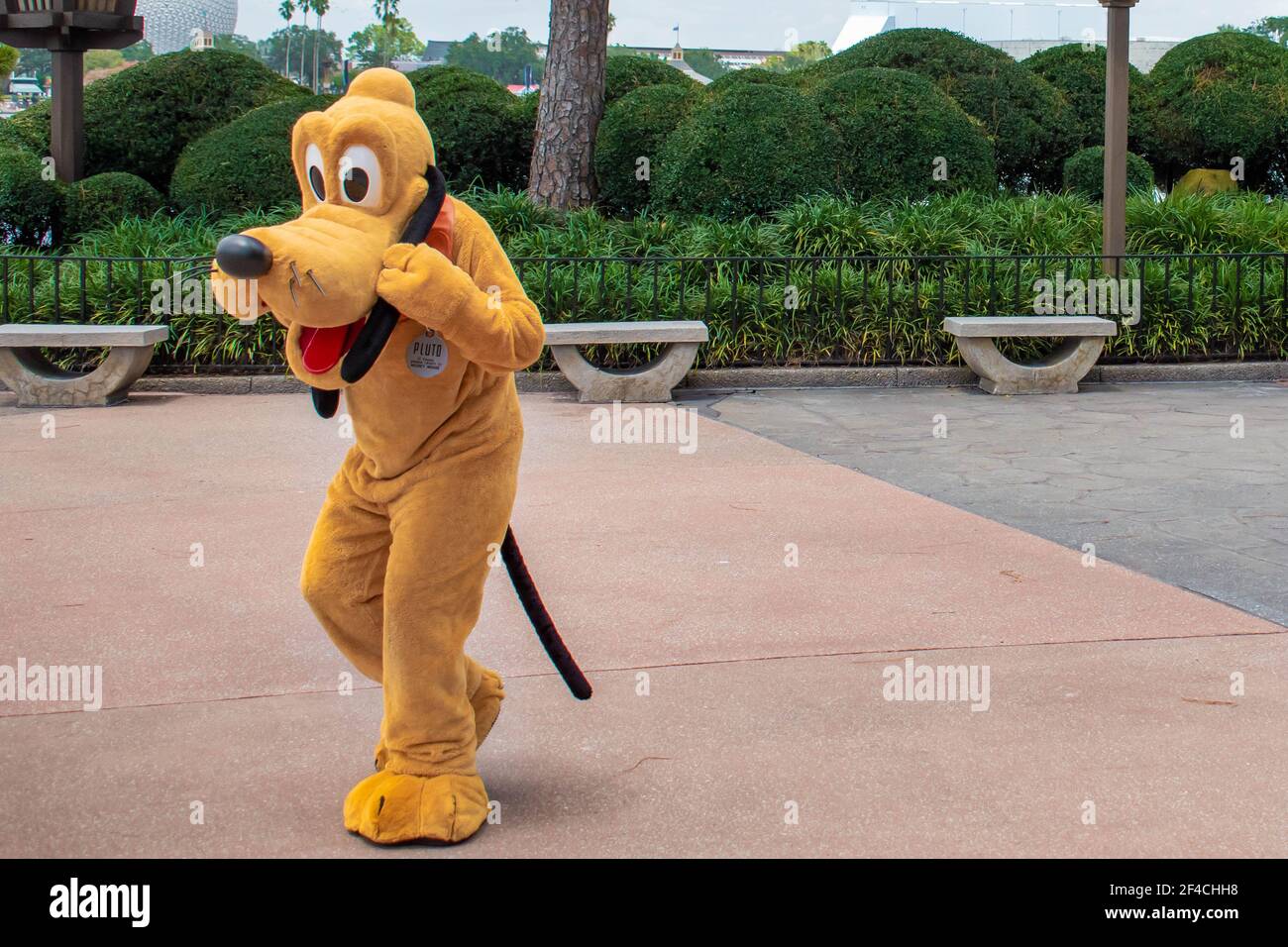 Orlando, Florida. July 29, 2020. Funny Pluto waving to his fans at ...