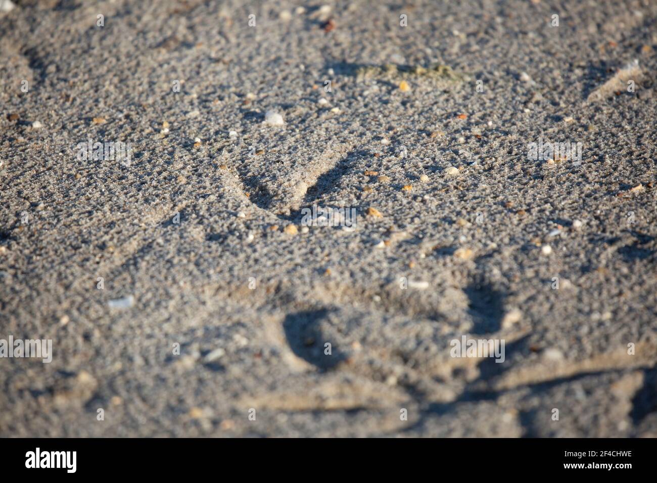 Isolated bird track in beach sand, with three clustered tracks in the ...