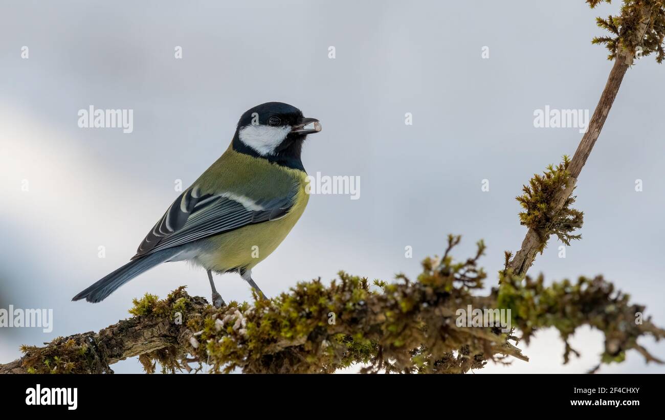 Meise winter hi-res stock photography and images - Alamy