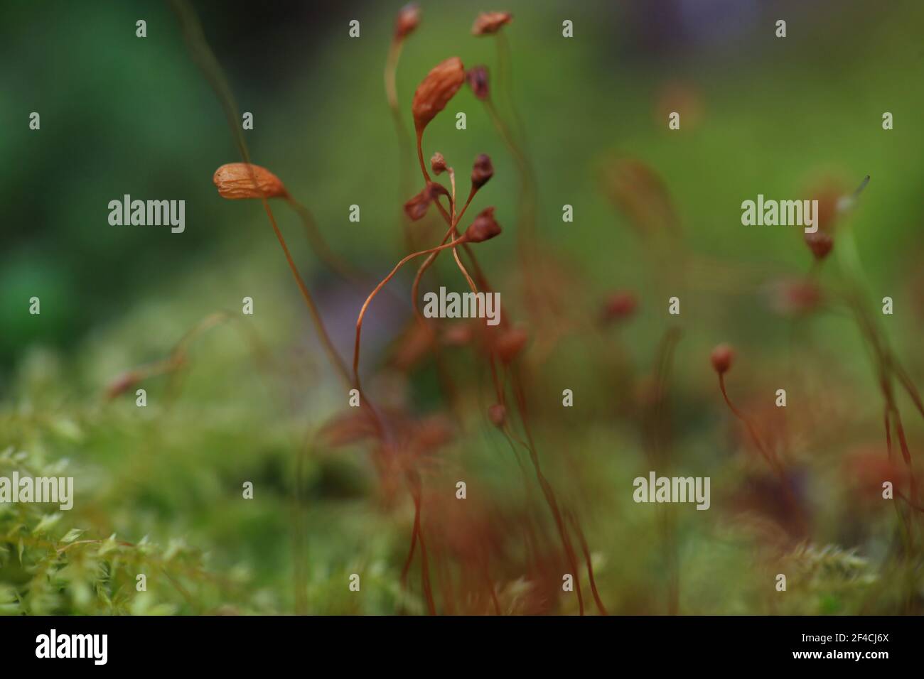 Microscopic organisms hi-res stock photography and images - Alamy