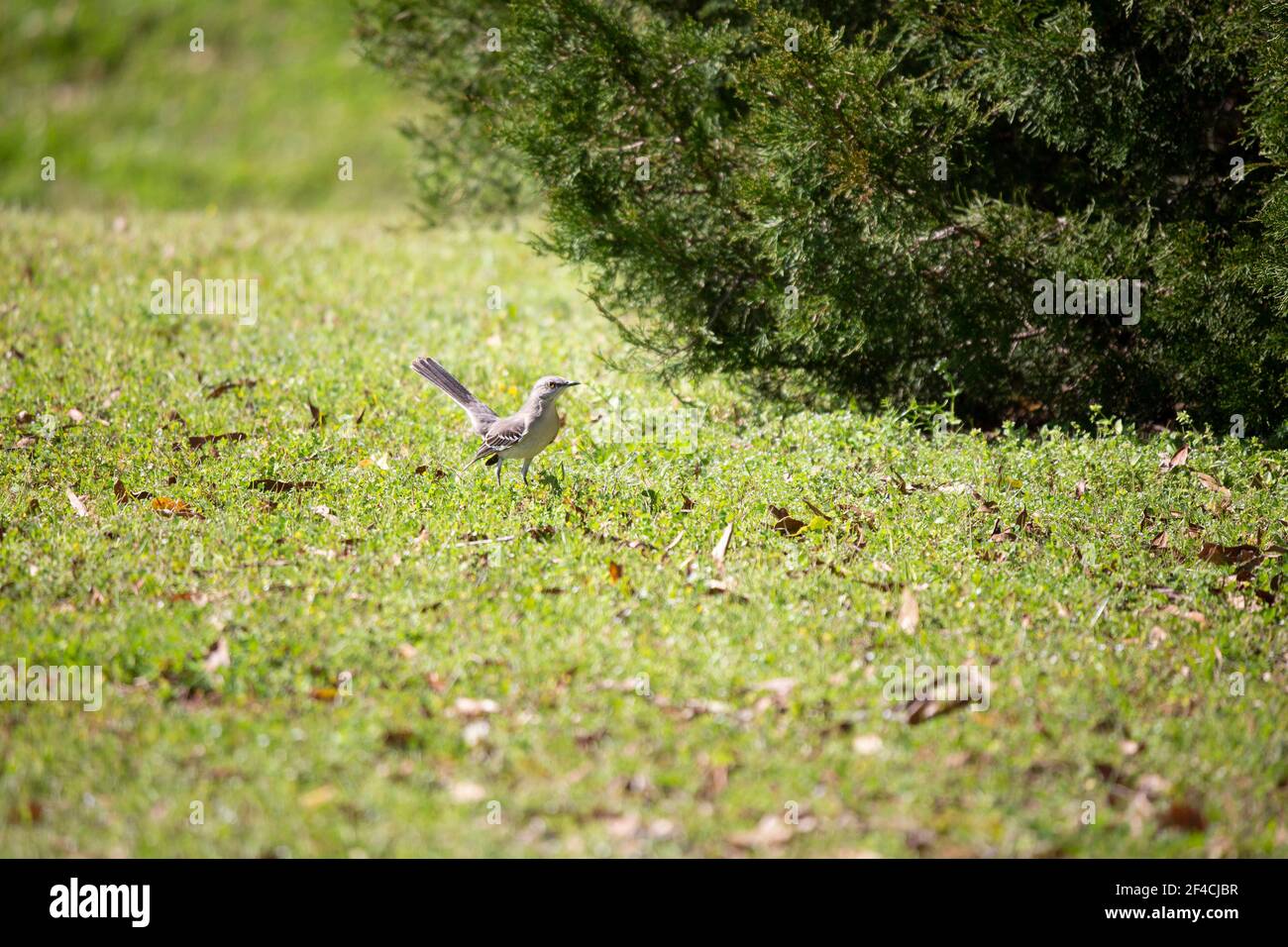Northern mockingbird on ground hi-res stock photography and images - Alamy