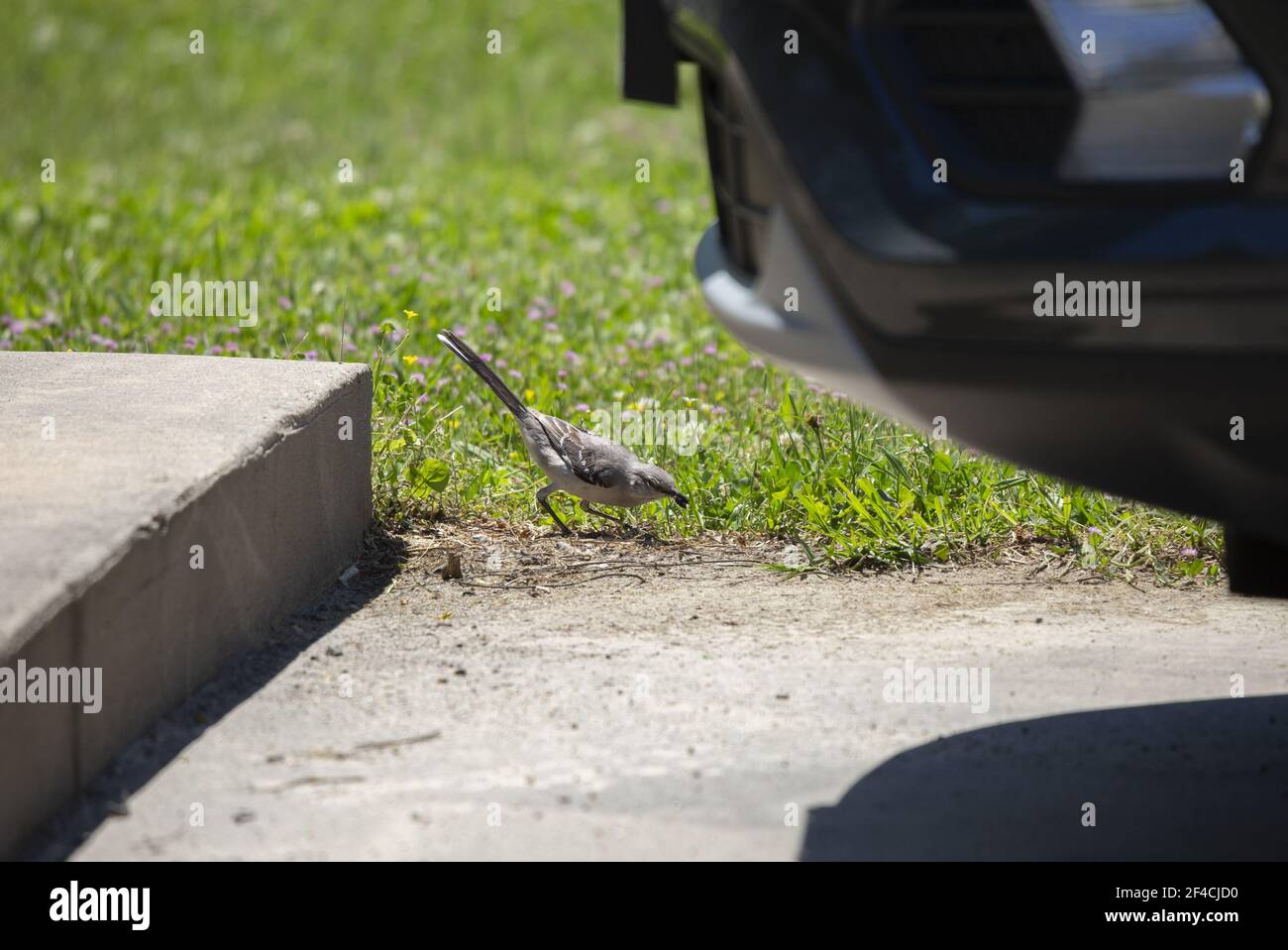 Northern mockingbird (Mimus poslyglotto) hunting for insects in the ...
