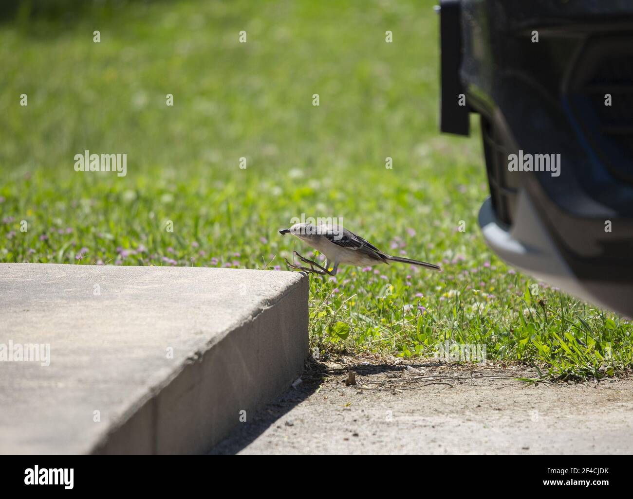 Northern mockingbird ground hi-res stock photography and images - Alamy