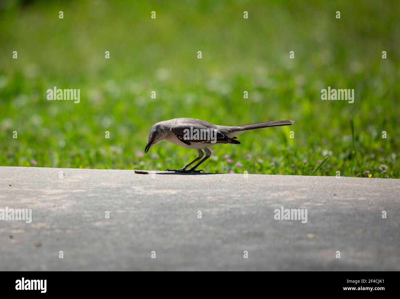 Northern mockingbird ground hi-res stock photography and images - Alamy