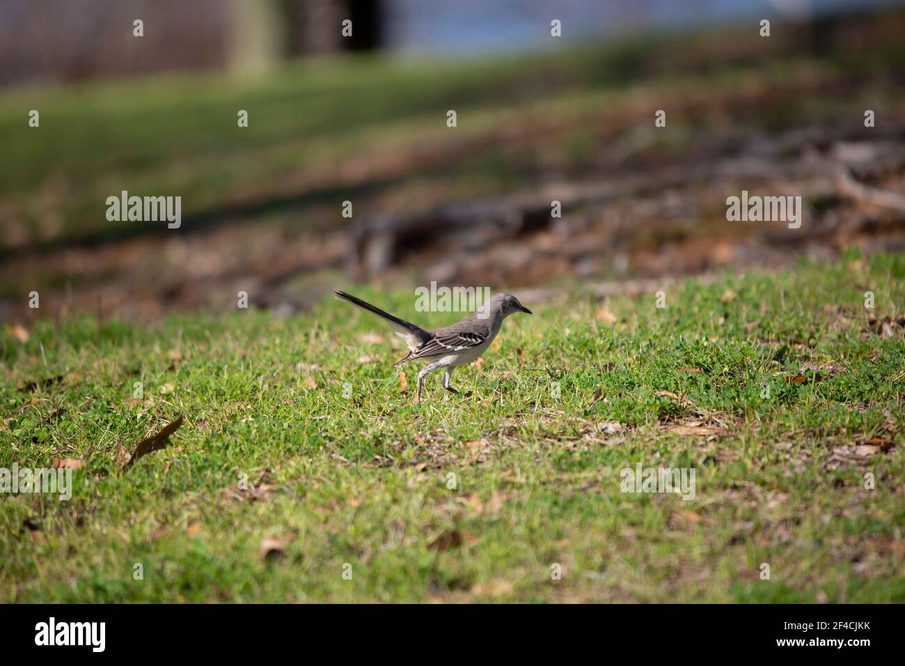 Northern mockingbird on ground hi-res stock photography and images - Alamy