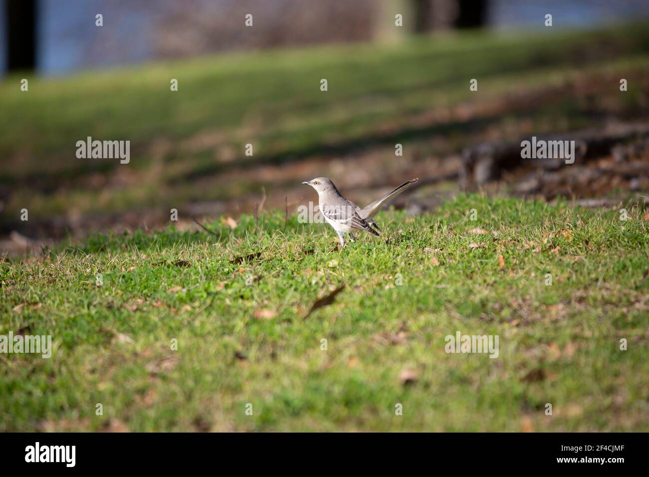 Northern mockingbird ground hi-res stock photography and images - Alamy