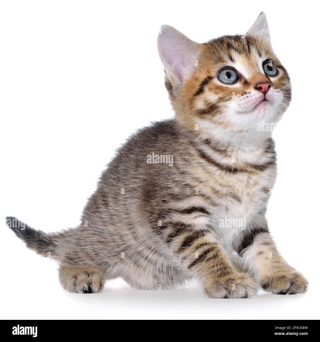 Woman Crawling Like Cat