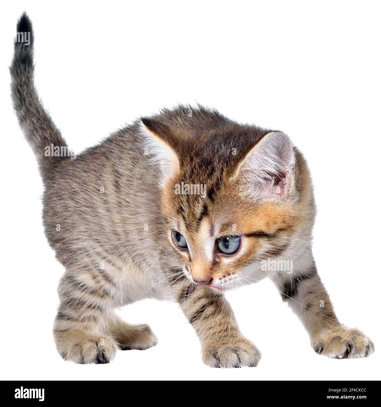 Shorthair brindled kitten crawling sneaking isolated Stock Photo - Alamy