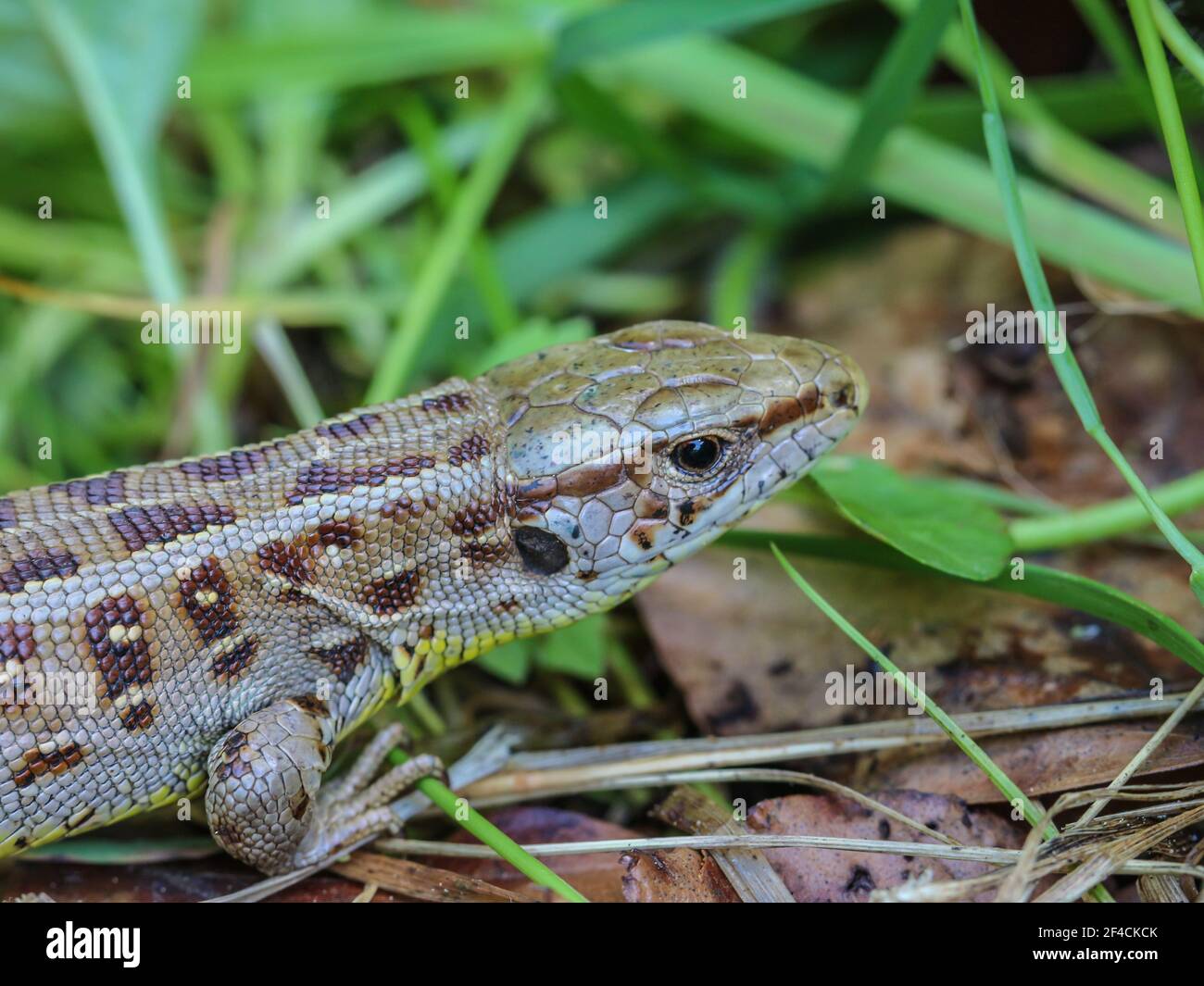 Serbia lizard hi-res stock photography and images - Alamy