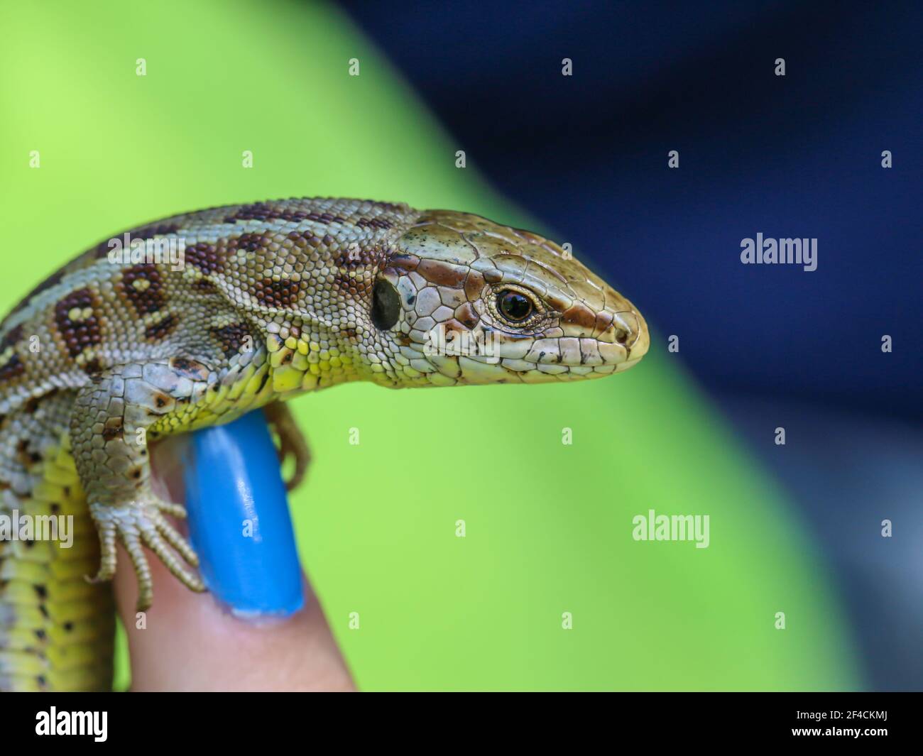 Serbia lizard hi-res stock photography and images - Alamy