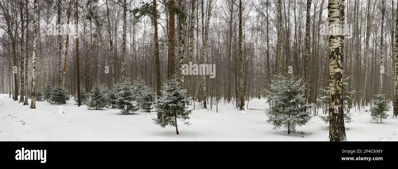 Panoramic image of small fir trees stand in snow-covered park in cloudy ...