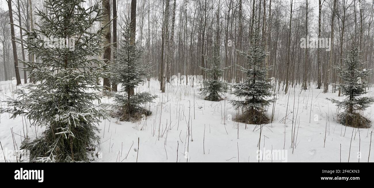 Panoramic image of small fir trees stand in snow-covered park in cloudy ...