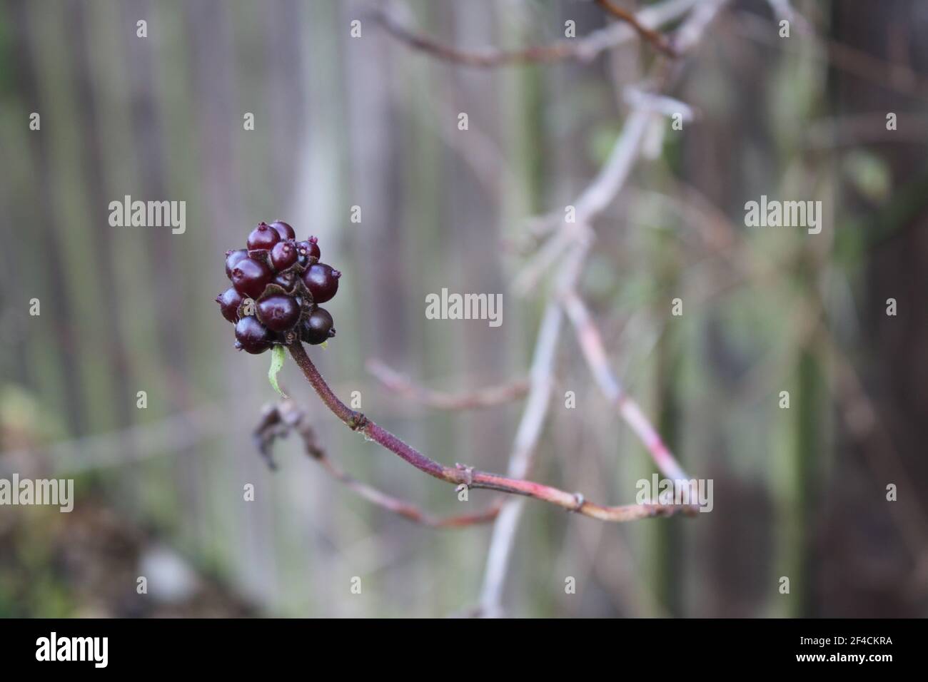 Fruits growing in urban spaces hi-res stock photography and images - Alamy