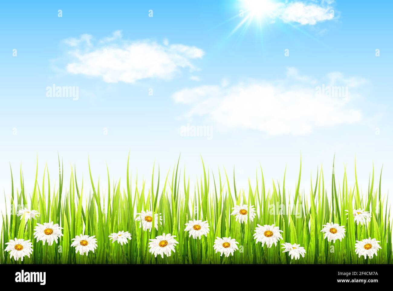 Spring background with fresh green grass, daisy flowers and blue sky ...