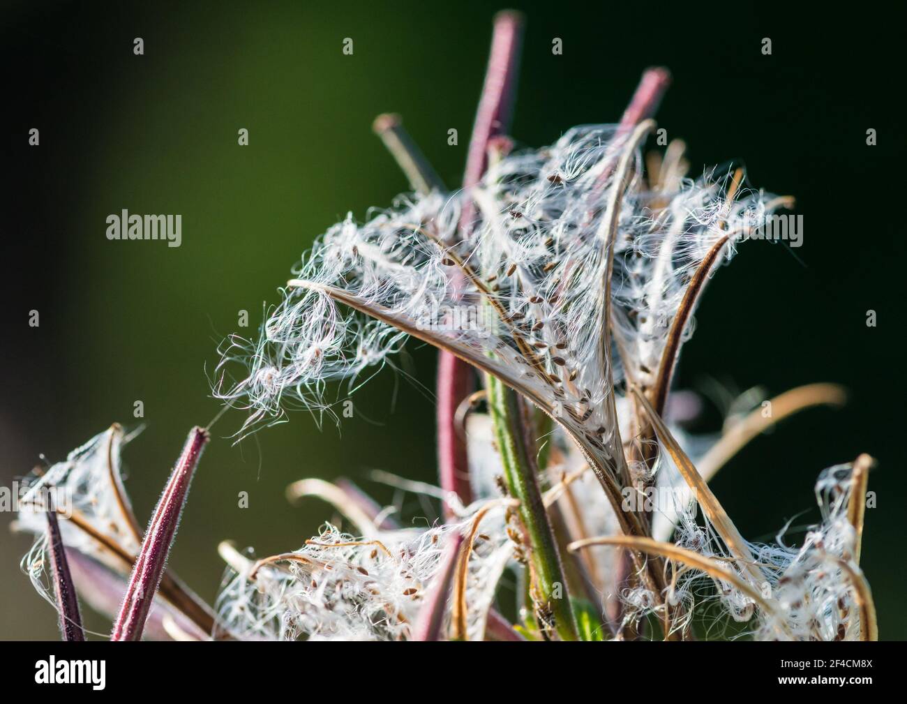 A macro shot of the seed transportation mechanism of a great willowherb ...