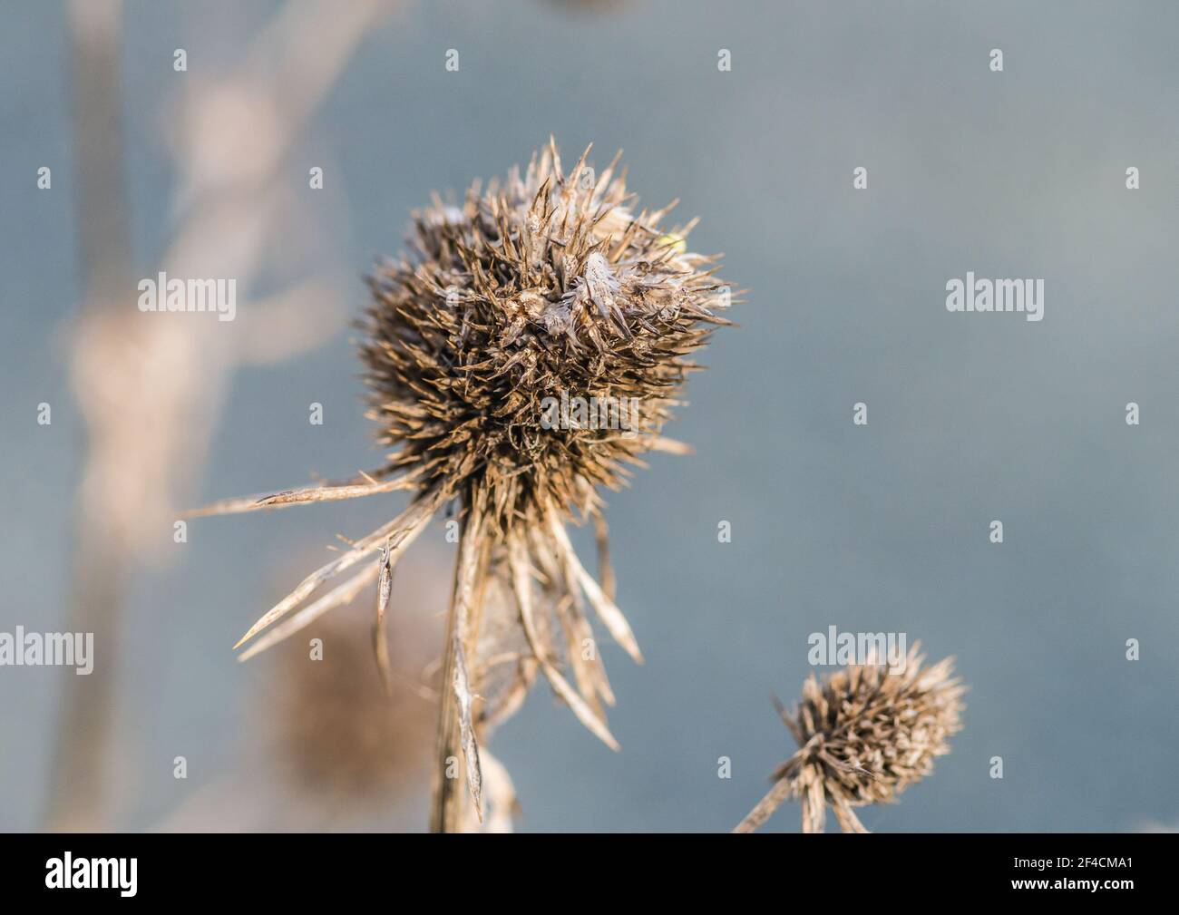 See holly seed head hi-res stock photography and images - Alamy