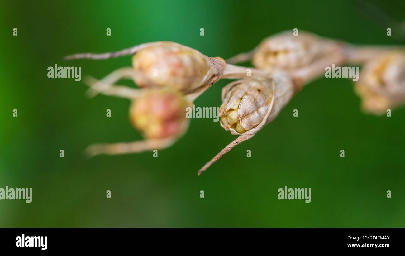 Seed capsule hi-res stock photography and images - Alamy