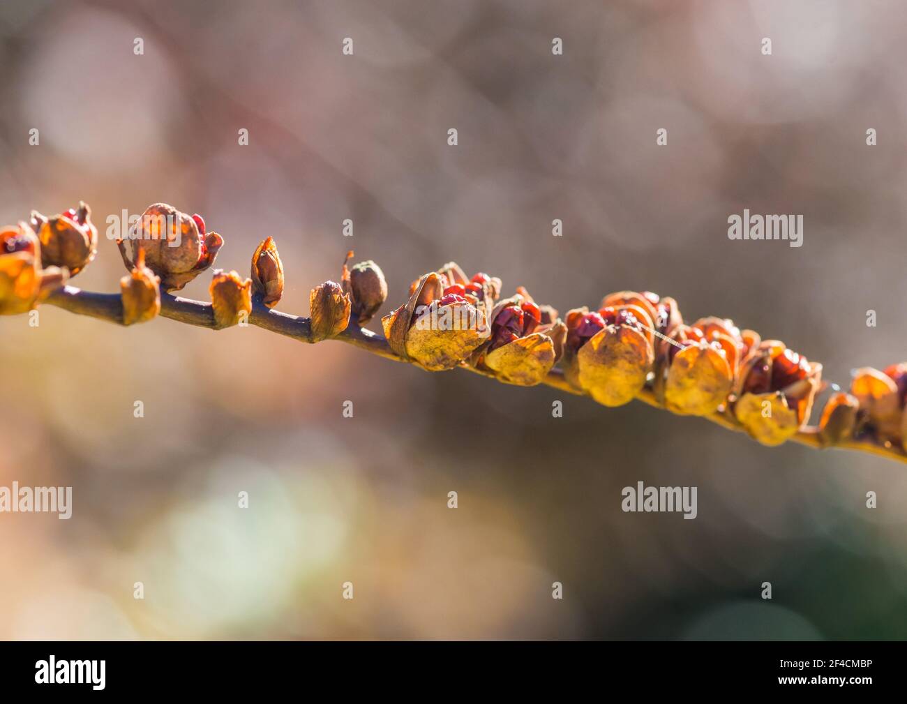 A macro shot of the seed capsules from a crocosmia lucifer plant Stock ...