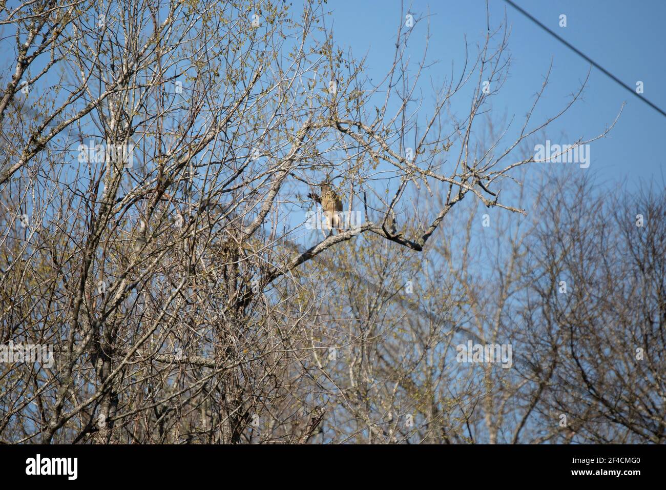 Red bird flying off of limb hi-res stock photography and images - Alamy