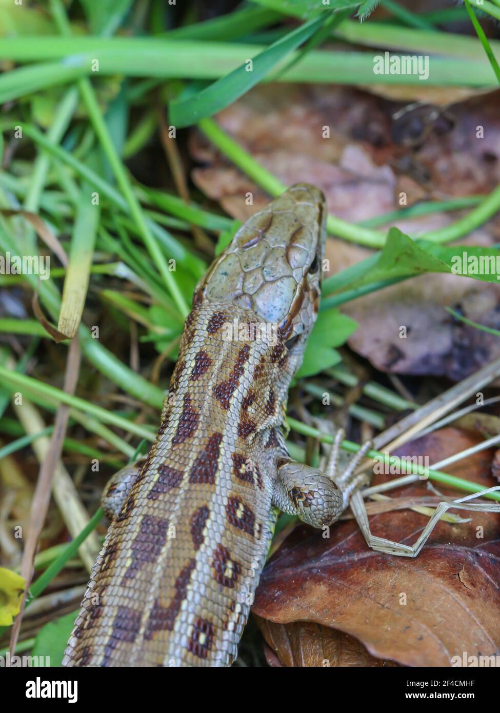 Male of sand lizard, latin name Lacerta agilis on mountain Mokra Gora ...