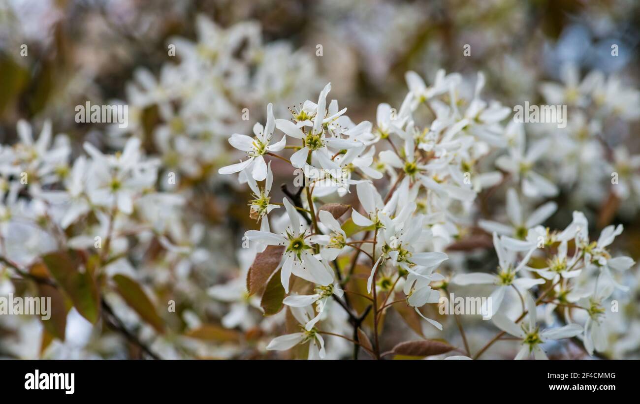 A shot of the white blossom of an amelanchier tree Stock Photo - Alamy