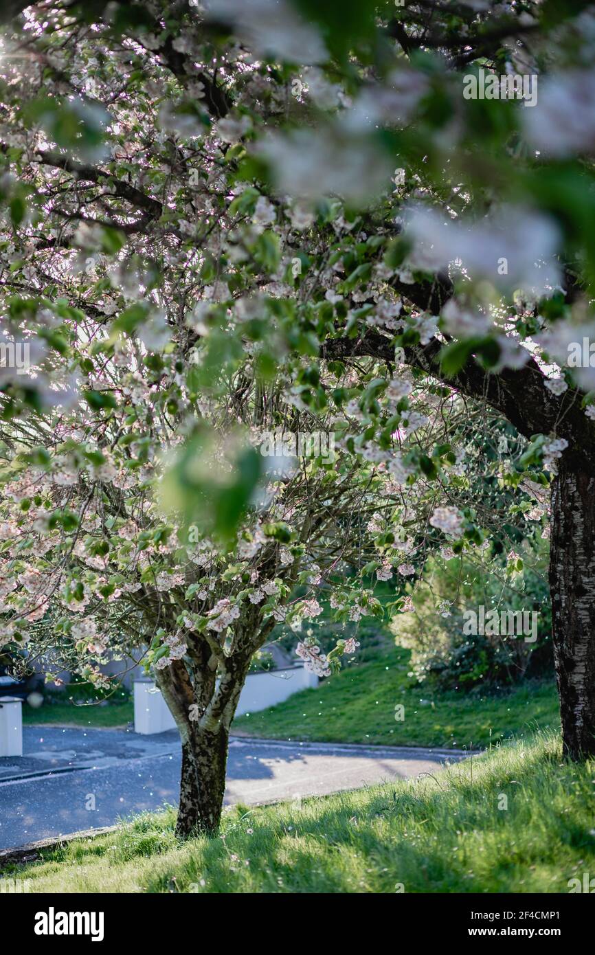 Falling fruit tree hi-res stock photography and images - Alamy