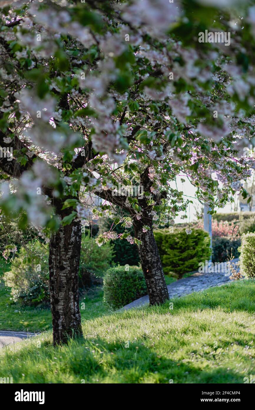 Falling fruit tree hi-res stock photography and images - Alamy