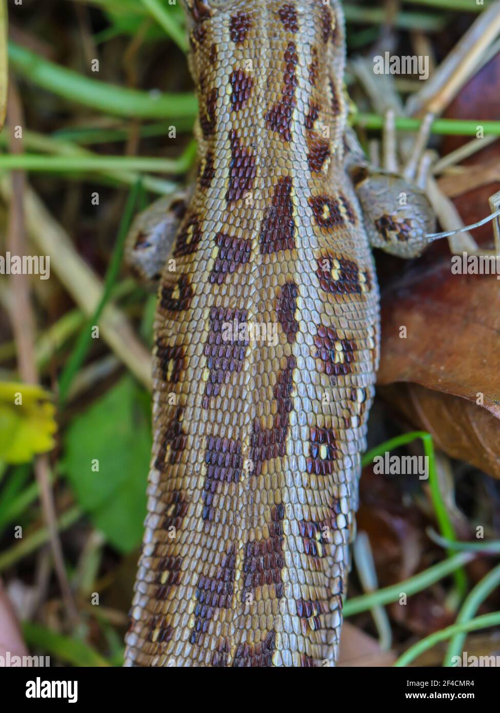 Male of sand lizard, latin name Lacerta agilis on mountain Mokra Gora ...