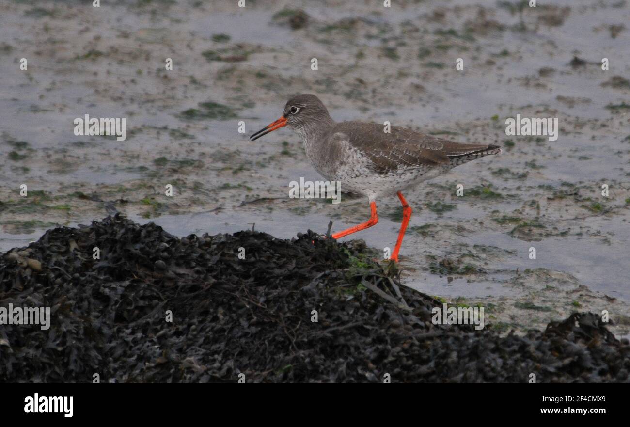 REDSHANKS PORTSMOUTHN HARBOR Stock Photo - Alamy