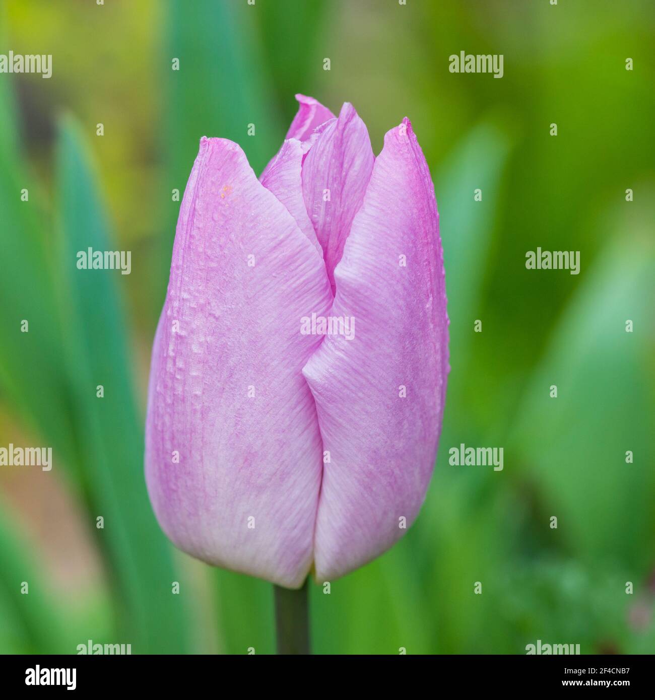 Pink queen hi-res stock photography and images - Alamy