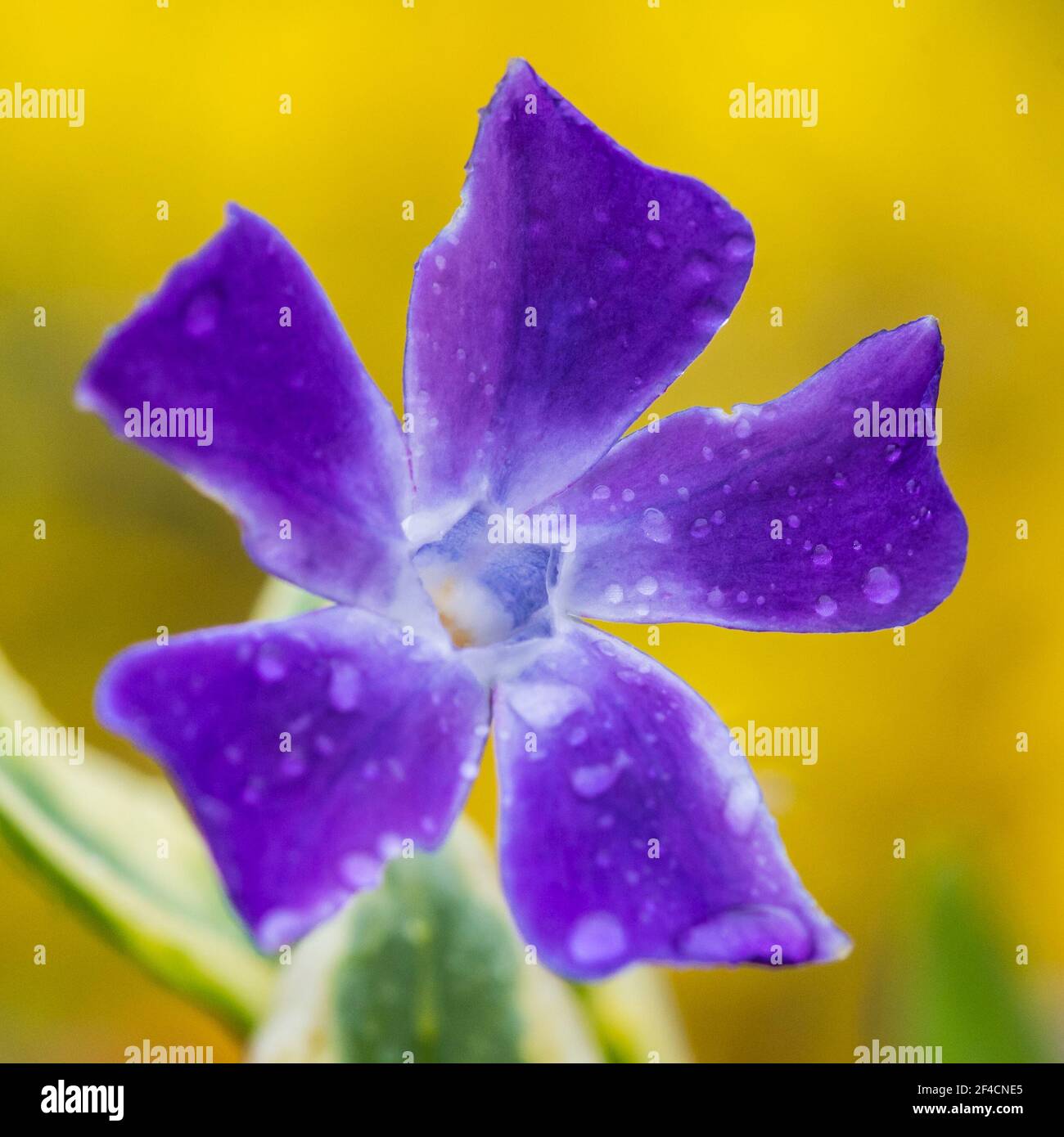 Deep periwinkle hi-res stock photography and images - Alamy