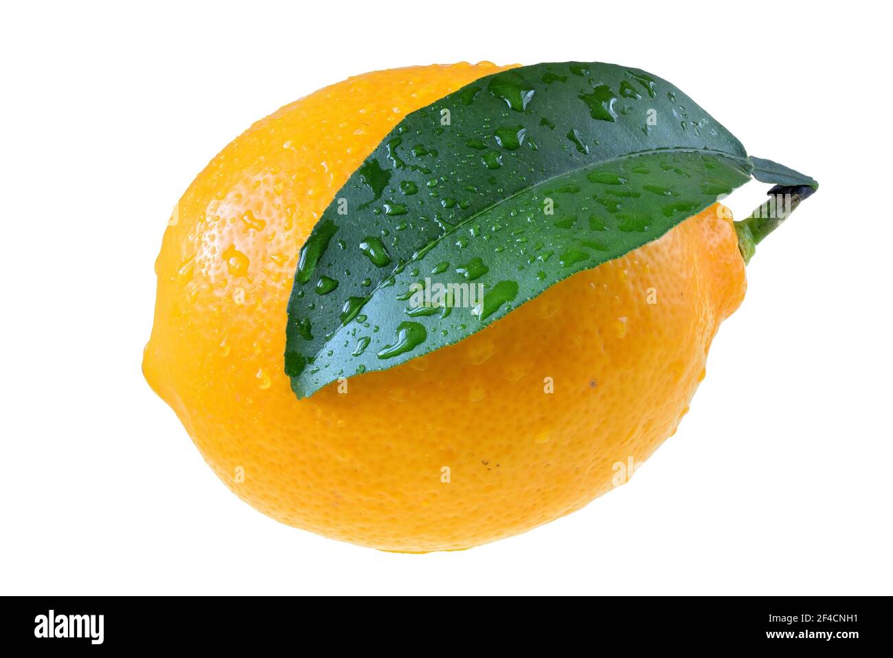 Lemon close up with leaf isolated on a white background Stock Photo - Alamy