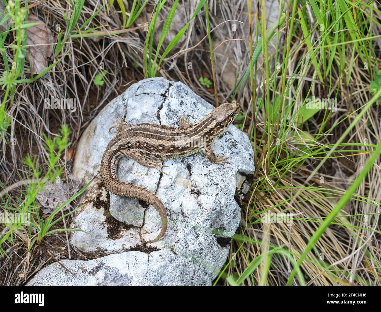 Female of sand lizard, latin name Lacerta agilis on mountain Mokra Gora ...