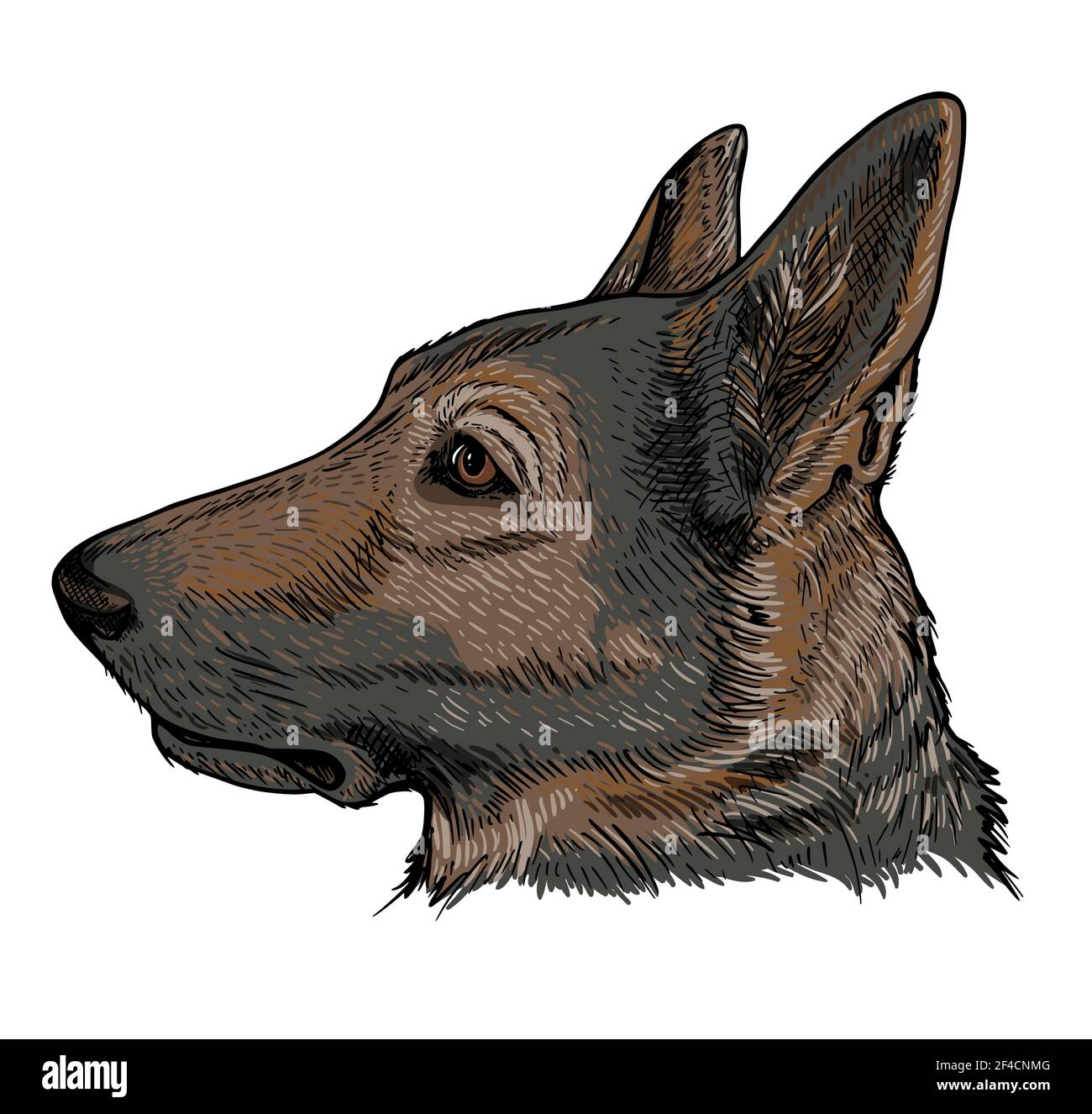 Portrait of German Shepherd dog on a white background. Hand drawn ...