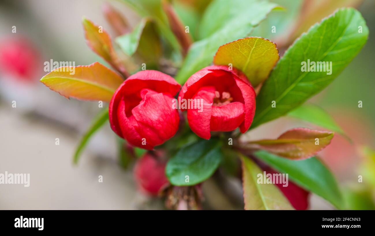 Red quince flower hi-res stock photography and images - Alamy