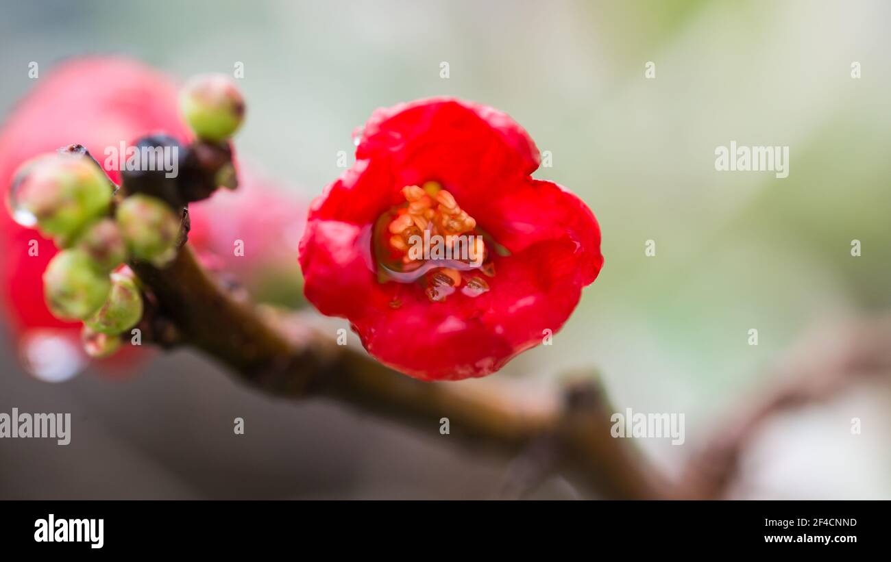 Quince Bush High Resolution Stock Photography and Images - Alamy