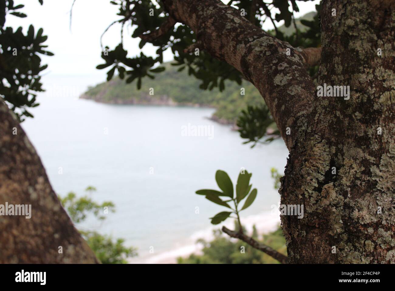 tree trunk with defocused bay background Stock Photo - Alamy