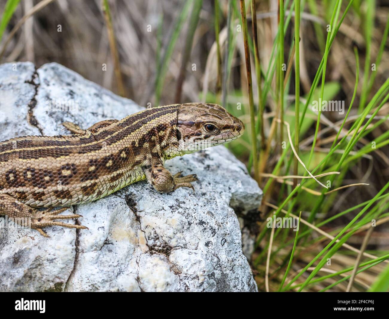 Female of sand lizard, latin name Lacerta agilis on mountain Mokra Gora ...