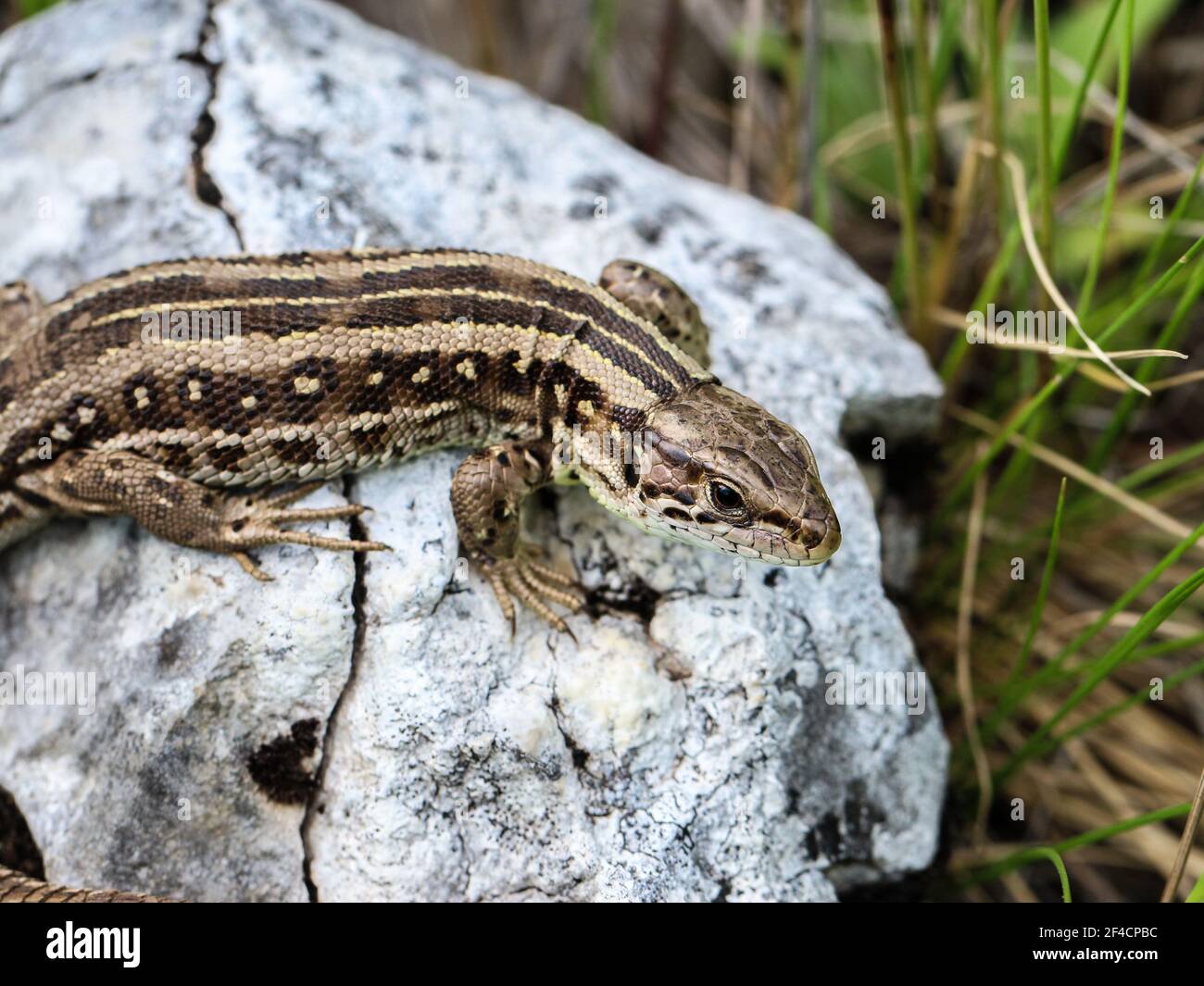 Sand lizard female reptile hi-res stock photography and images - Alamy