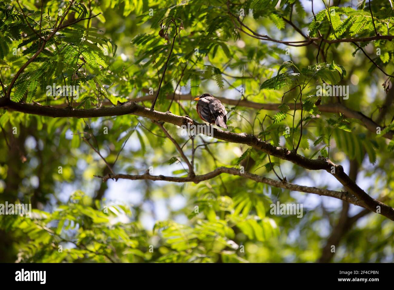 Curious American robin (Turdus migratorius) looking over its shoulder ...
