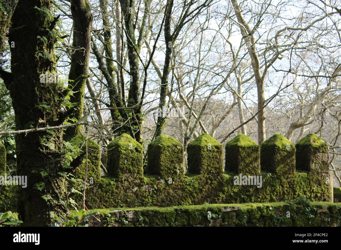 castle wall with green moss, surrounded by trees Stock Photo - Alamy