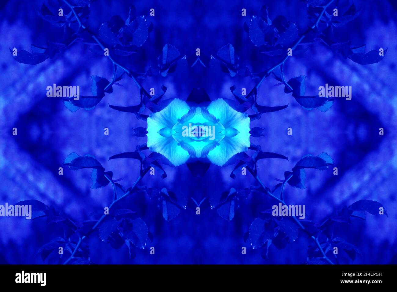 abstract art design cover book calandar CD mystic forest tree wallpaper ...