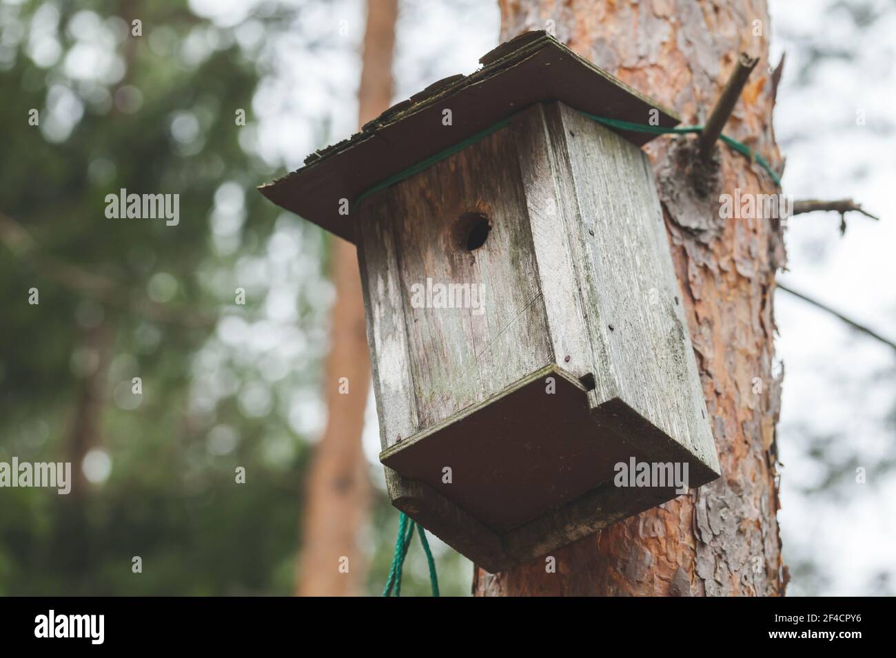 Gray wooden nesting box mounted on a pine tree Stock Photo - Alamy
