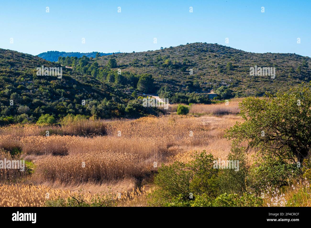 A beautiful view of the golden grass waves on a wind in the field Stock ...