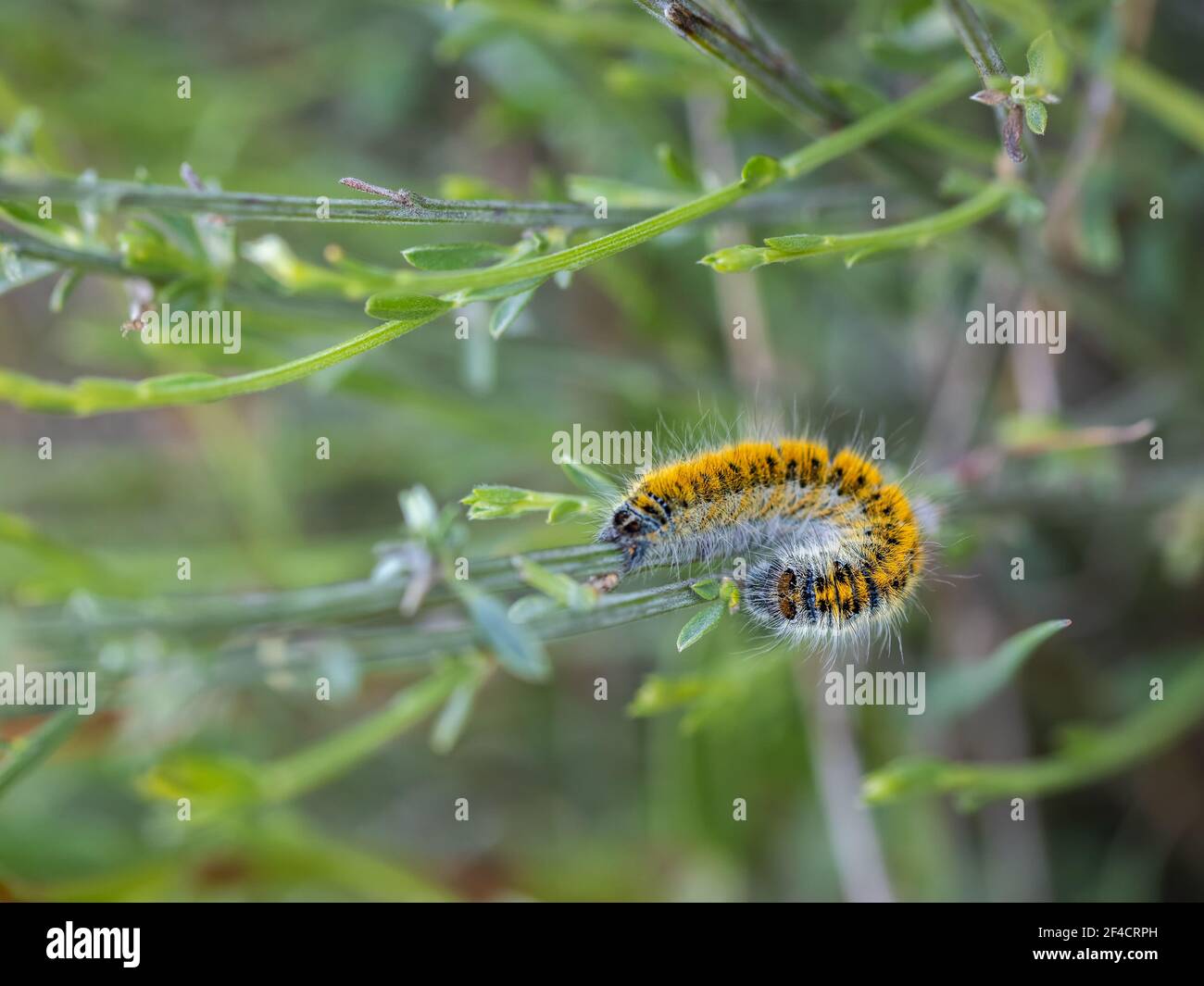 Silver spotted skipper caterpillar hi-res stock photography and images ...