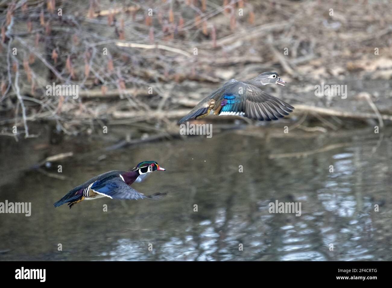 The two wood ducks flying over a pond Stock Photo - Alamy
