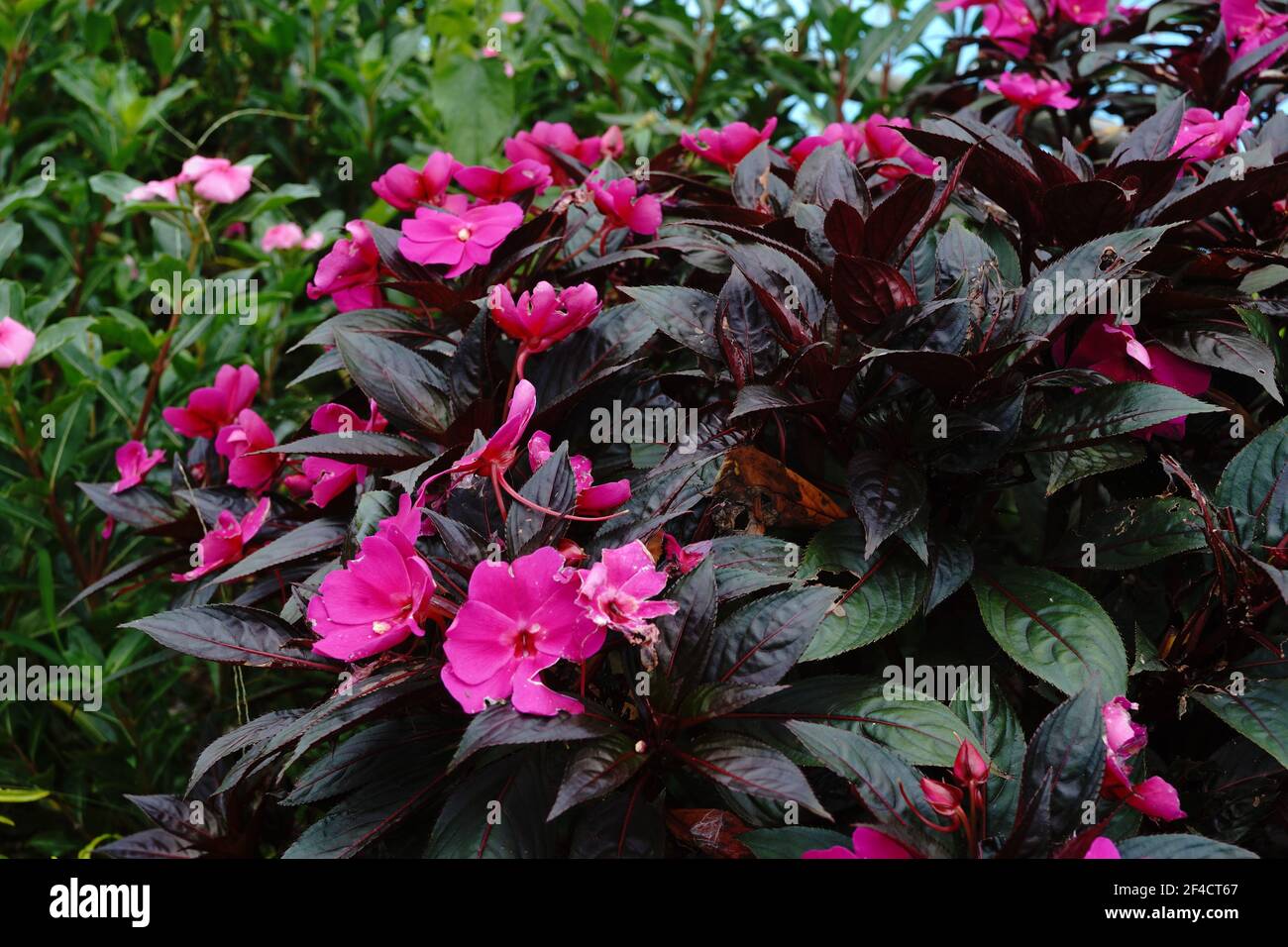 A closeup shot of bright pink garden balsam flowers Stock Photo - Alamy