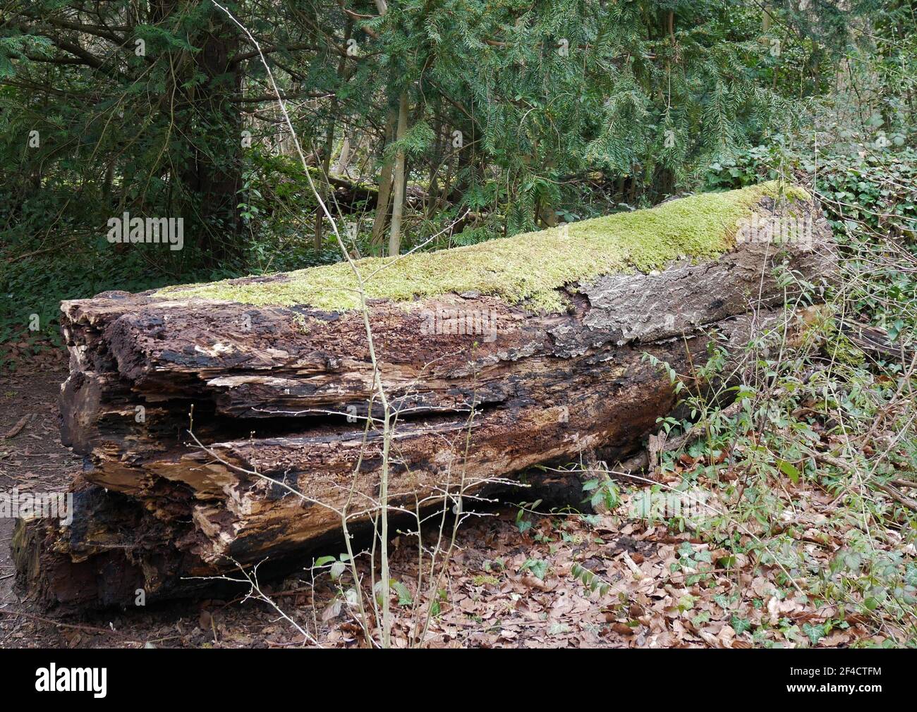High Elms, Cookoo Woods, Kent, England Stock Photo - Alamy